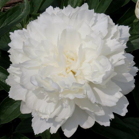 kelways intersectional peonies